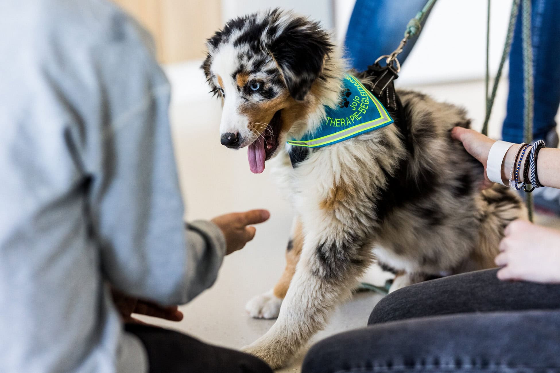 Chiens thérapeutiques au CHL : la pet therapy à l'hôpital