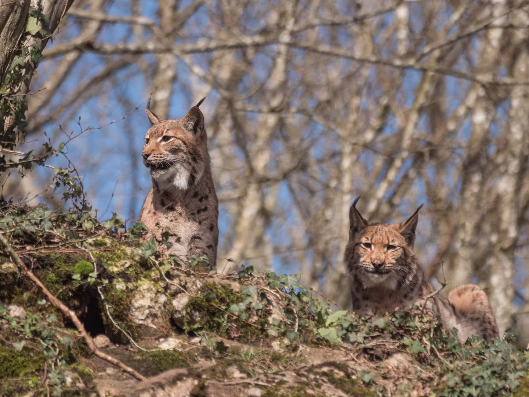Réintroduction des lynx dans des forêts en Allemagne